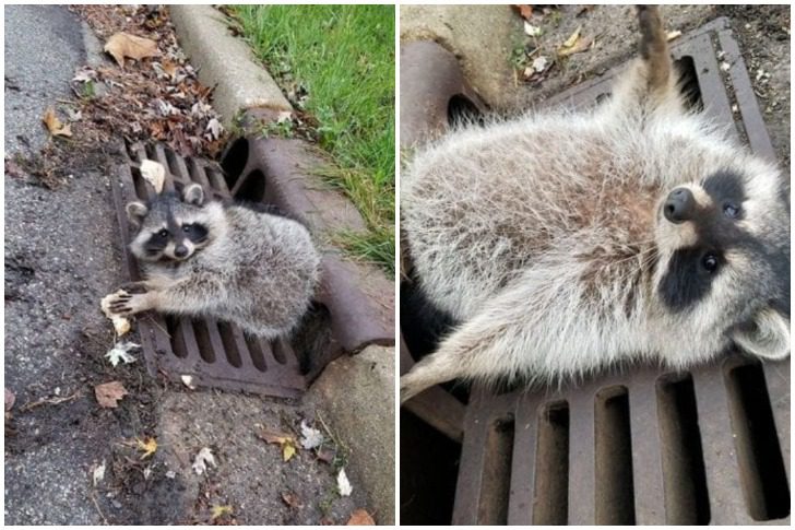 When Trash Pandas Invade – 45+ Raccoon Encounters That’ll Make Anyone ...