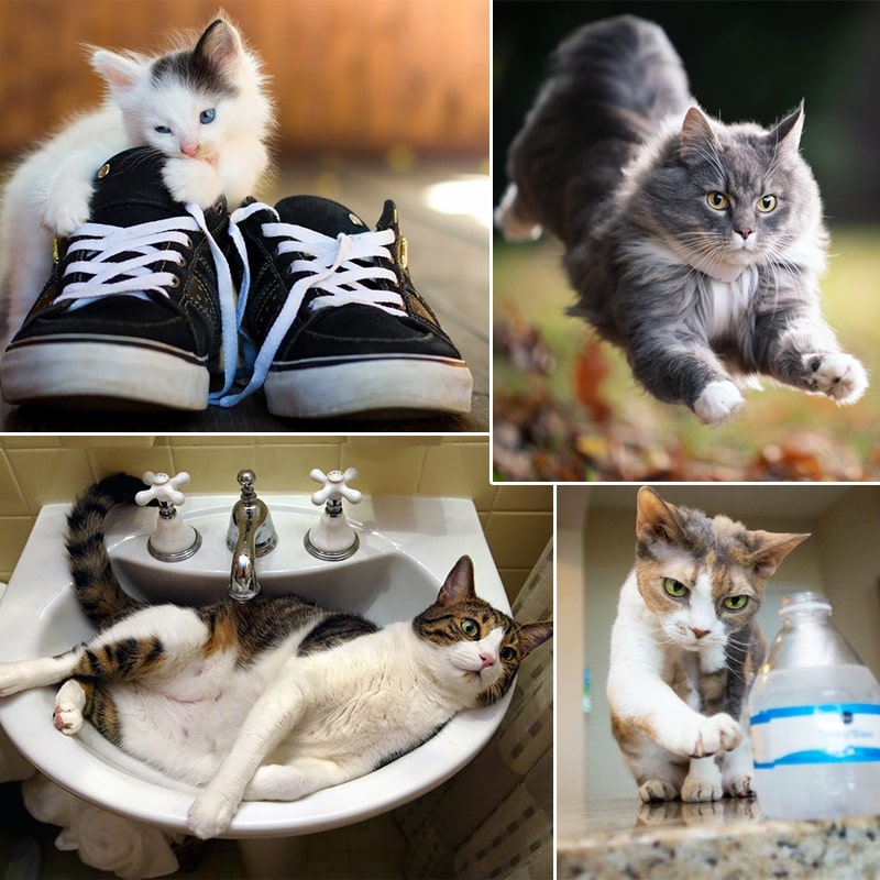 Unique Cat Behaviors That Will Convince You To Have a Feline In Your ...