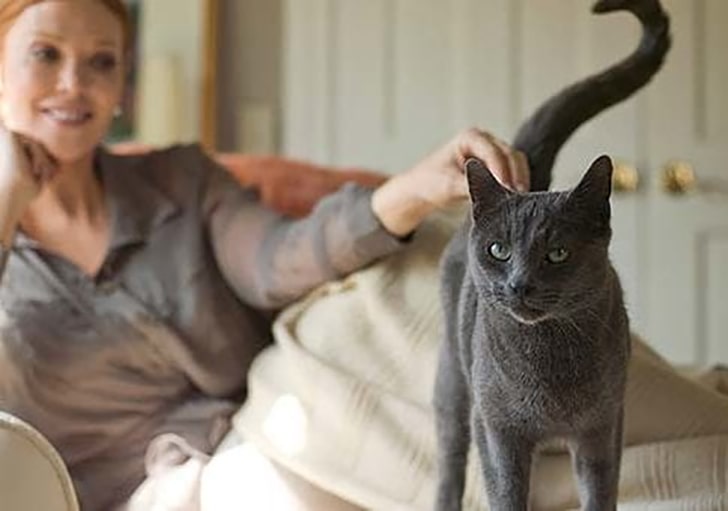 Unique Cat Behaviors That Will Convince You To Have a Feline In Your ...