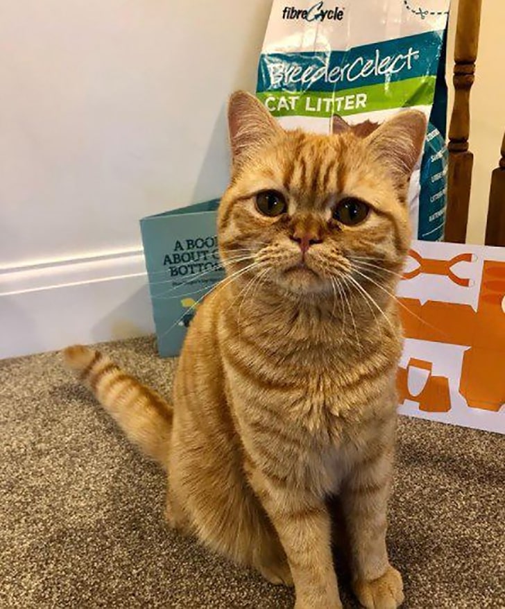 Unique Cat Behaviors That Will Convince You To Have a Feline In Your ...