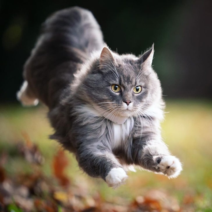 Unique Cat Behaviors That Will Convince You To Have a Feline In Your ...