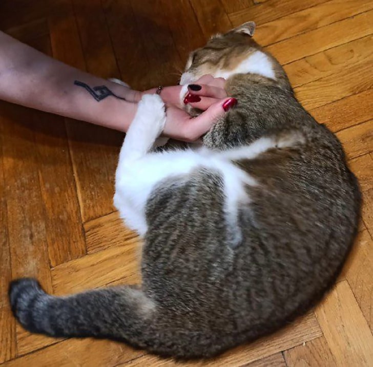 Unique Cat Behaviors That Will Convince You To Have a Feline In Your ...