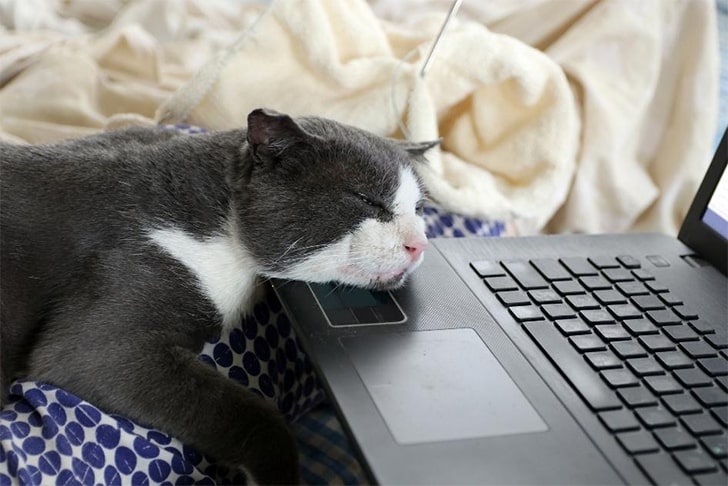 Unique Cat Behaviors That Will Convince You To Have a Feline In Your ...