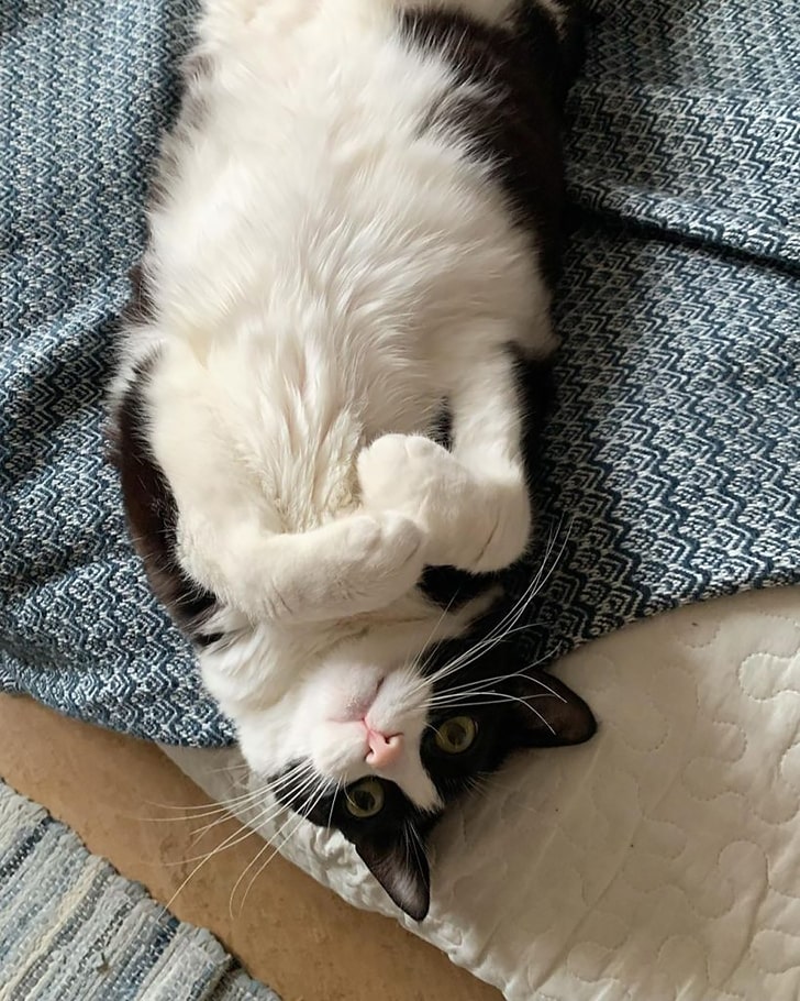 Unique Cat Behaviors That Will Convince You To Have a Feline In Your ...