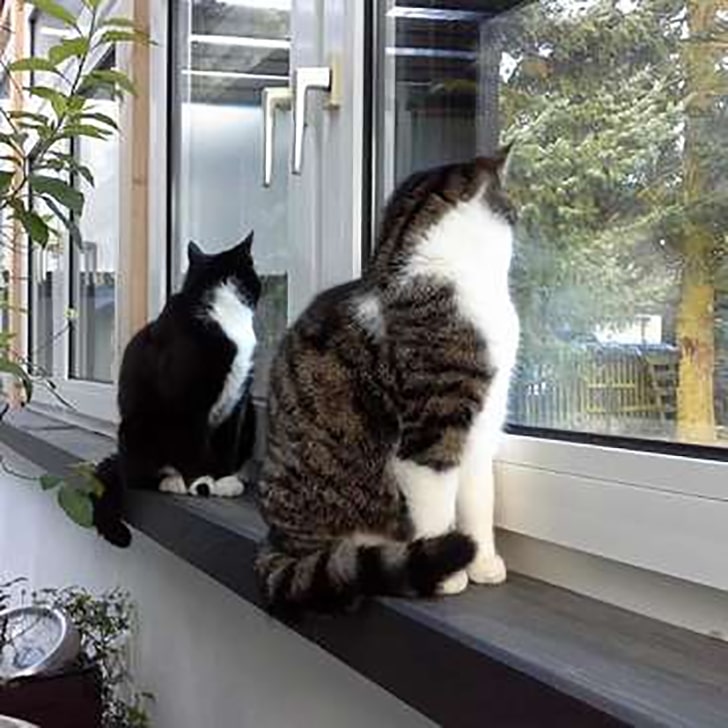 Unique Cat Behaviors That Will Convince You To Have a Feline In Your ...